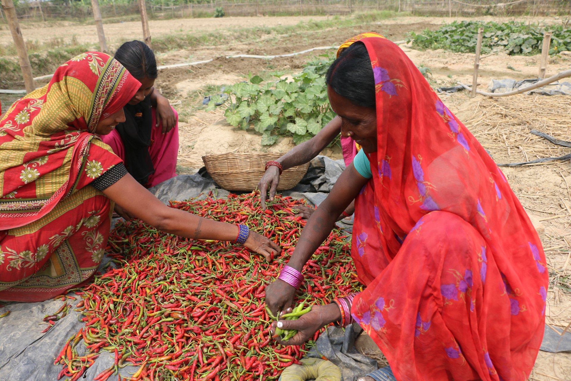 Nepal-Empowering Dalit Women through Skills and Voice | British Council